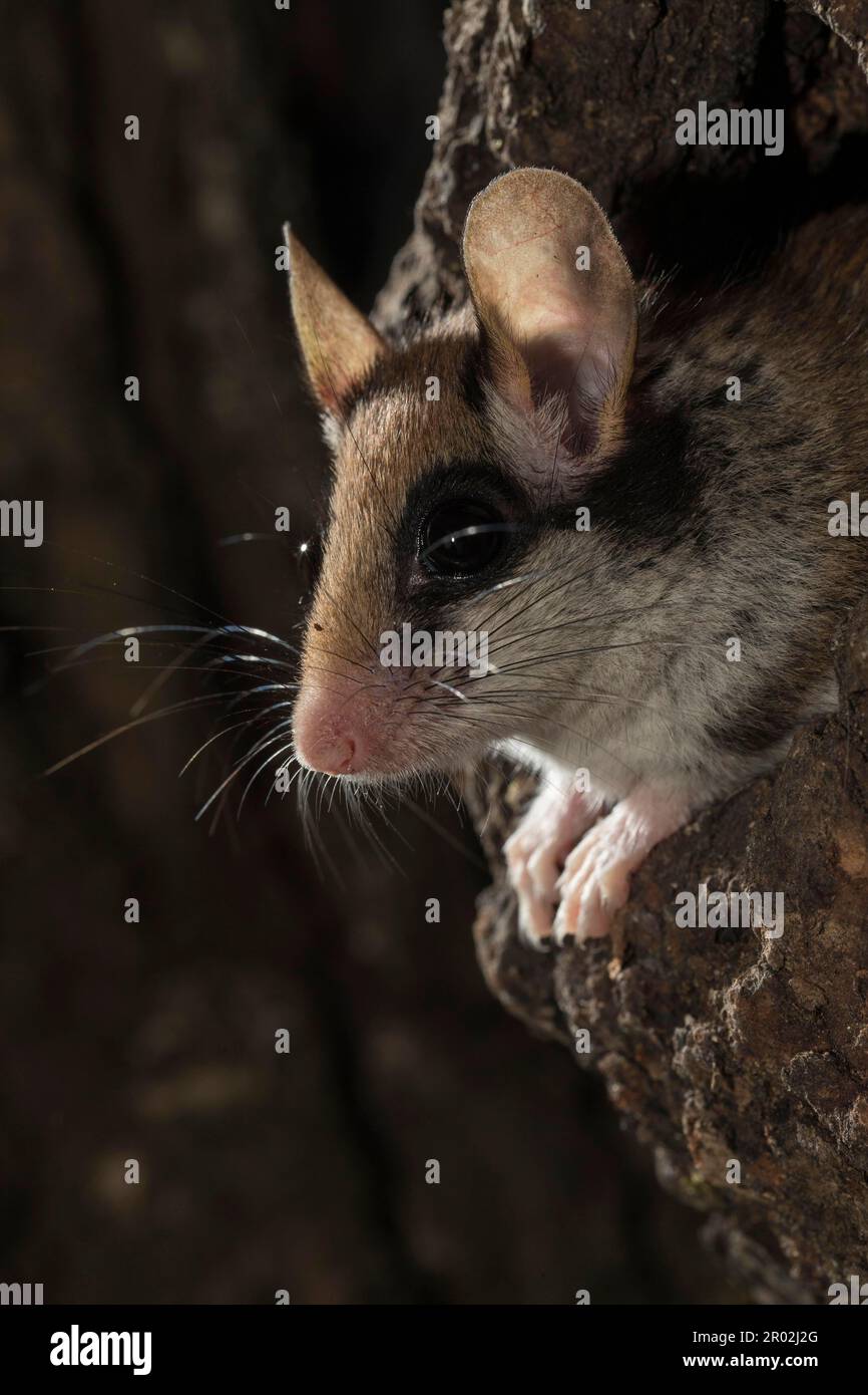 Garden dormouse (Eliomys quercinus) looking out of tree cavity, Germany ...