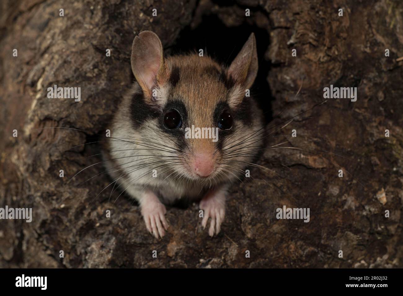 Garden dormouse (Eliomys quercinus) looking out of tree cavity, Germany ...
