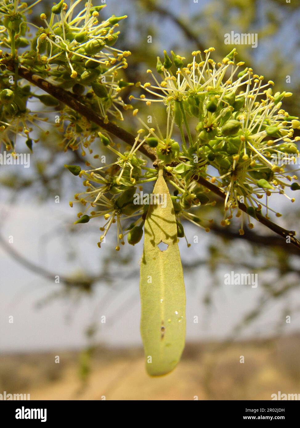 White trunk, Witgat tree, Shepherd's tree, Shepherd's tree Stock Photo ...