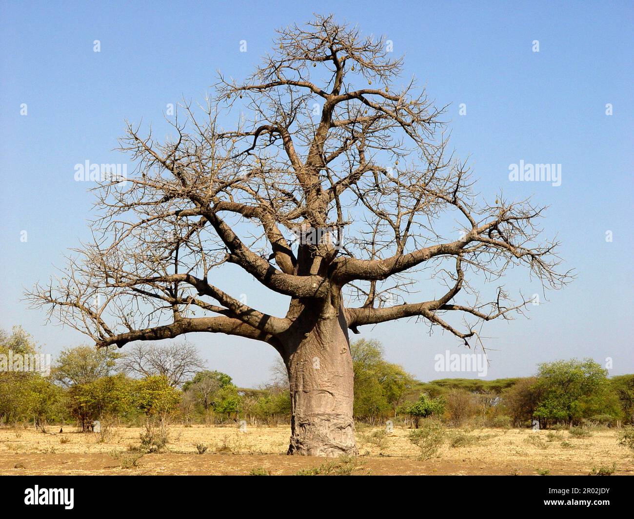 Baobab individual hi-res stock photography and images - Alamy