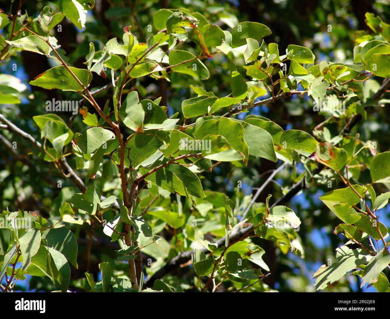 Mopani tree hi-res stock photography and images - Alamy