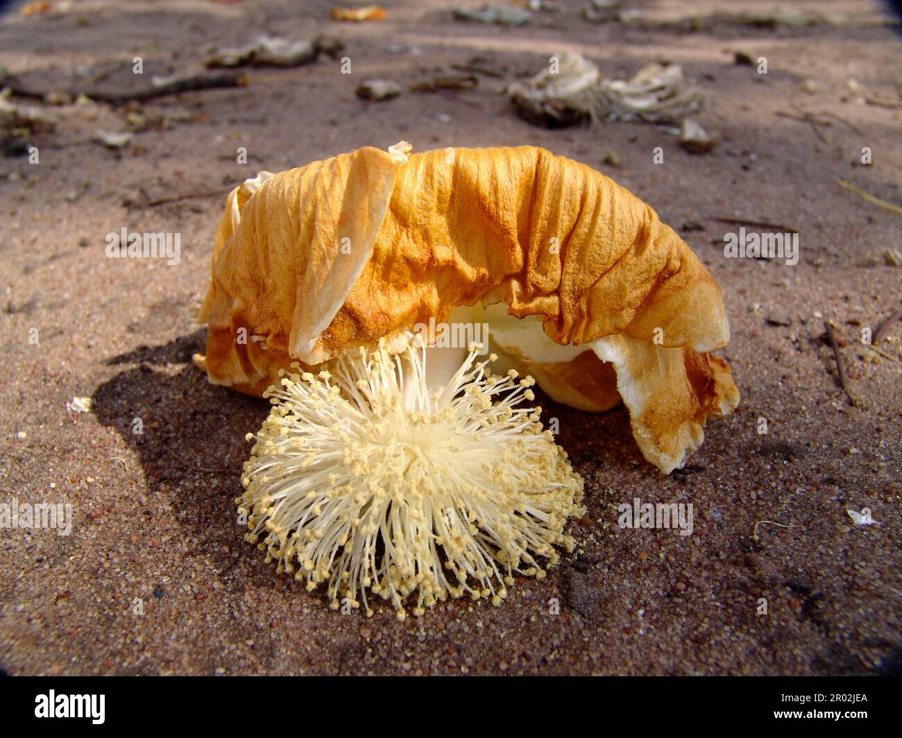Baobab flower hi-res stock photography and images - Alamy