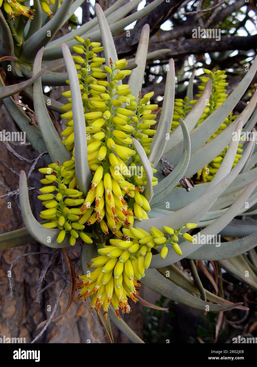 Quiver tree flower hi-res stock photography and images - Alamy