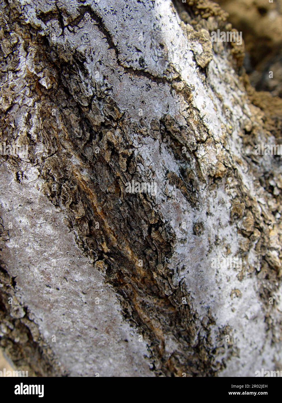 White trunk, Witgat tree, Shepherd's tree, Shepherd's tree Stock Photo ...
