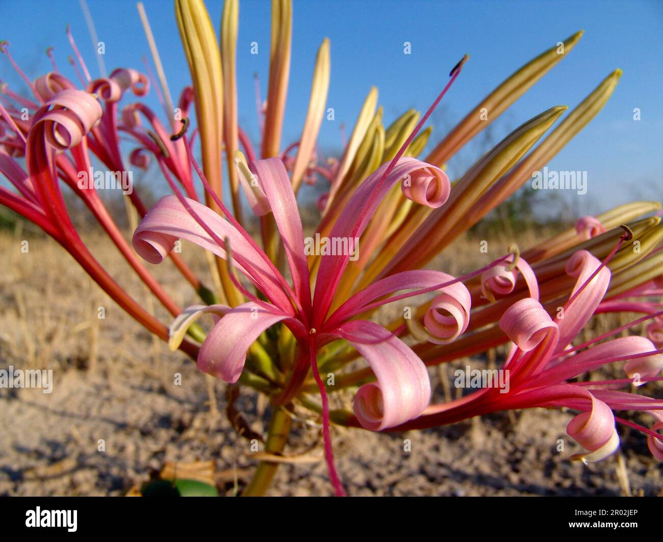 Sore flower plants hi-res stock photography and images - Alamy
