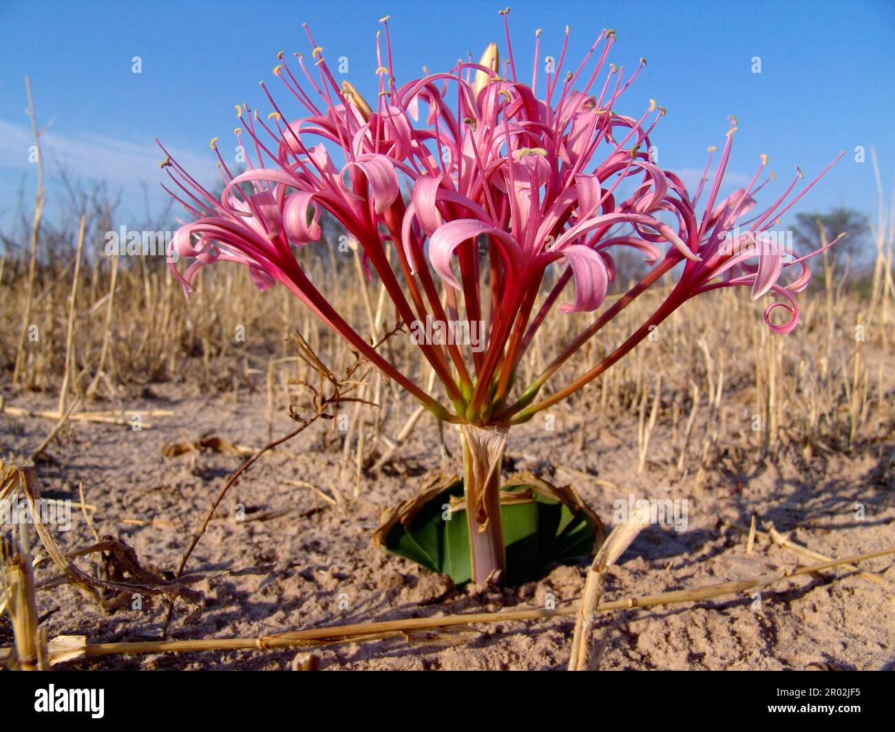 Sore eye flower hi-res stock photography and images - Alamy