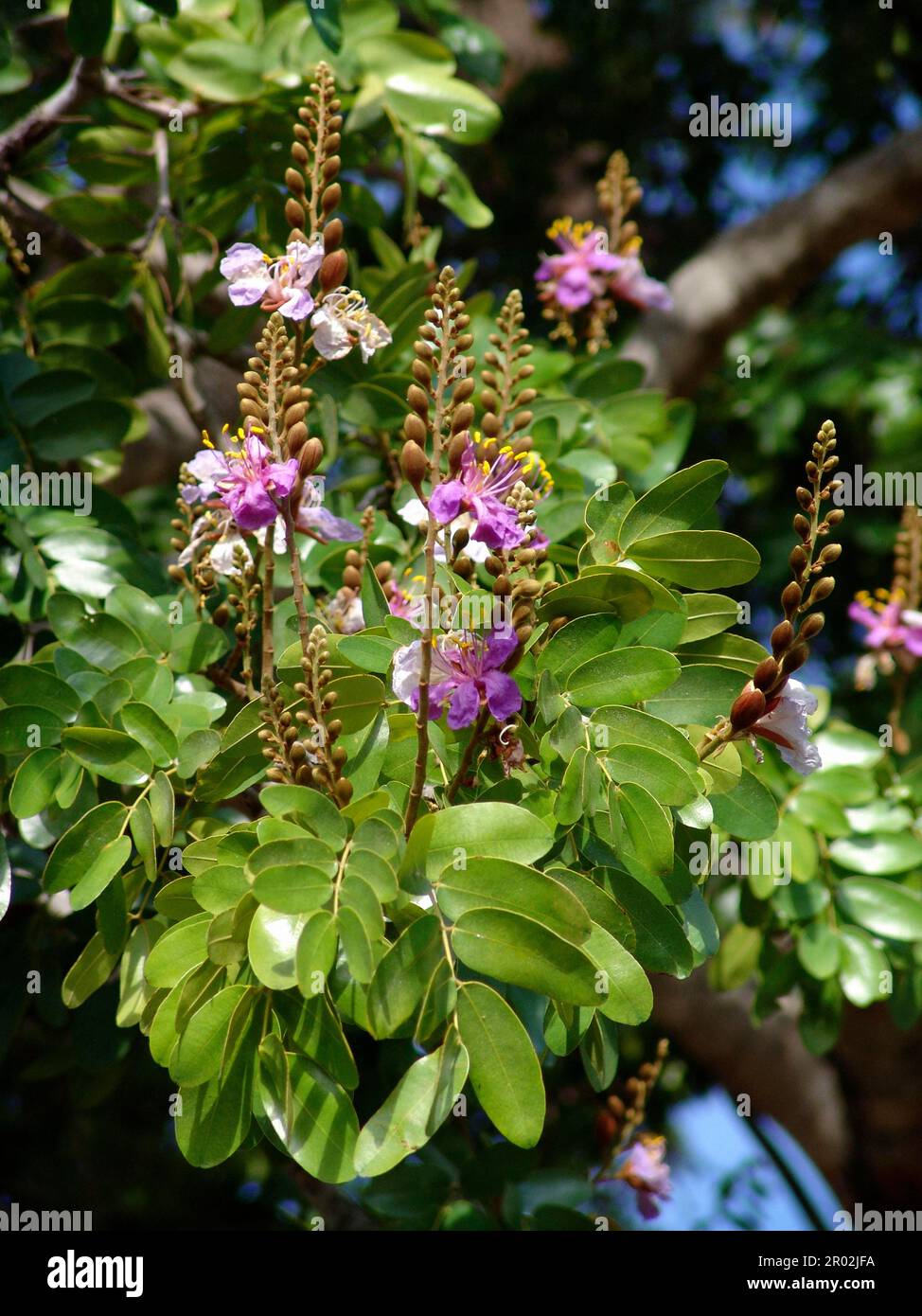 Zambezi Rhodesian Teak Stock Photo - Alamy