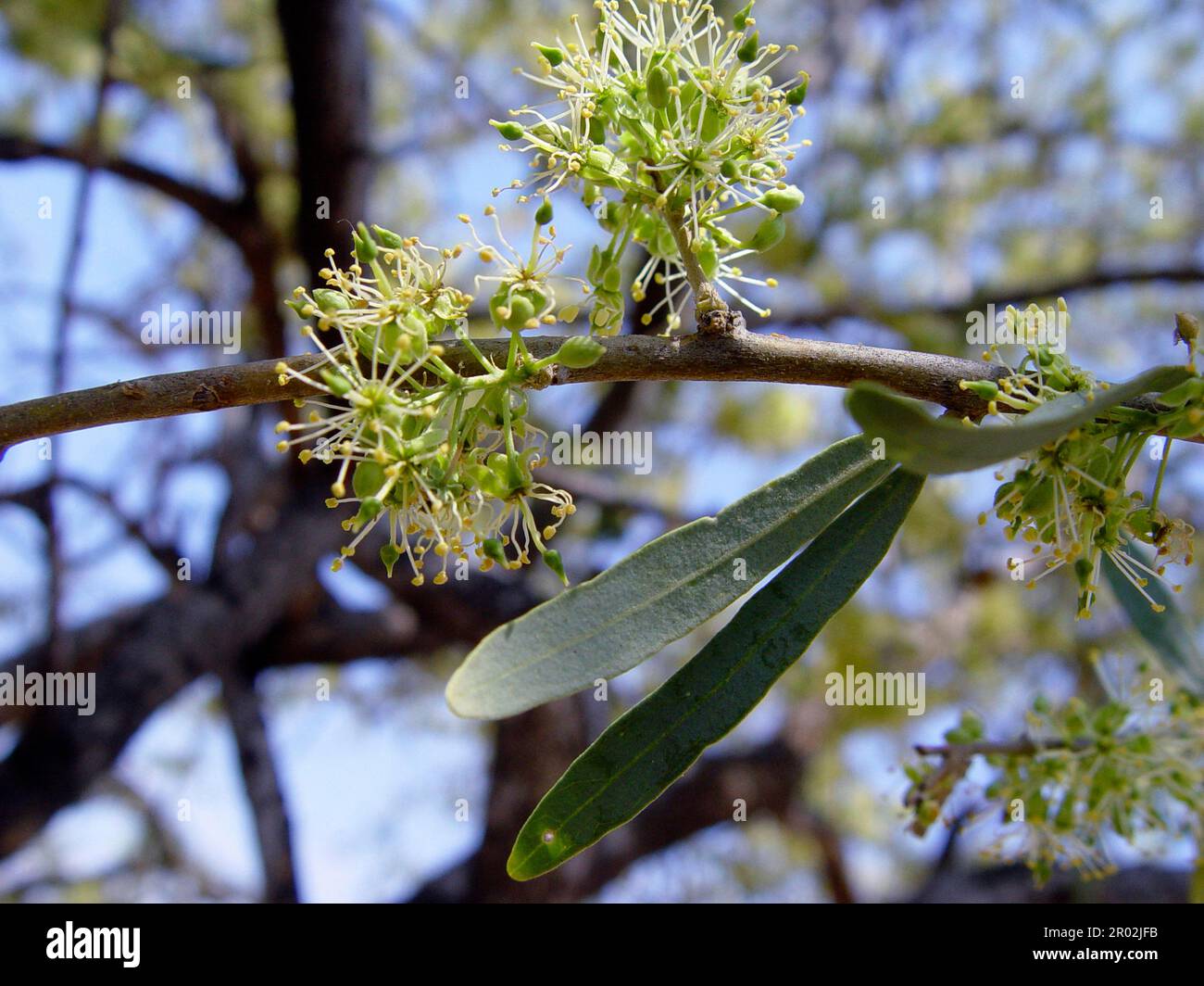 White trunk, Witgat tree, Shepherd's tree, Shepherd's tree Stock Photo ...