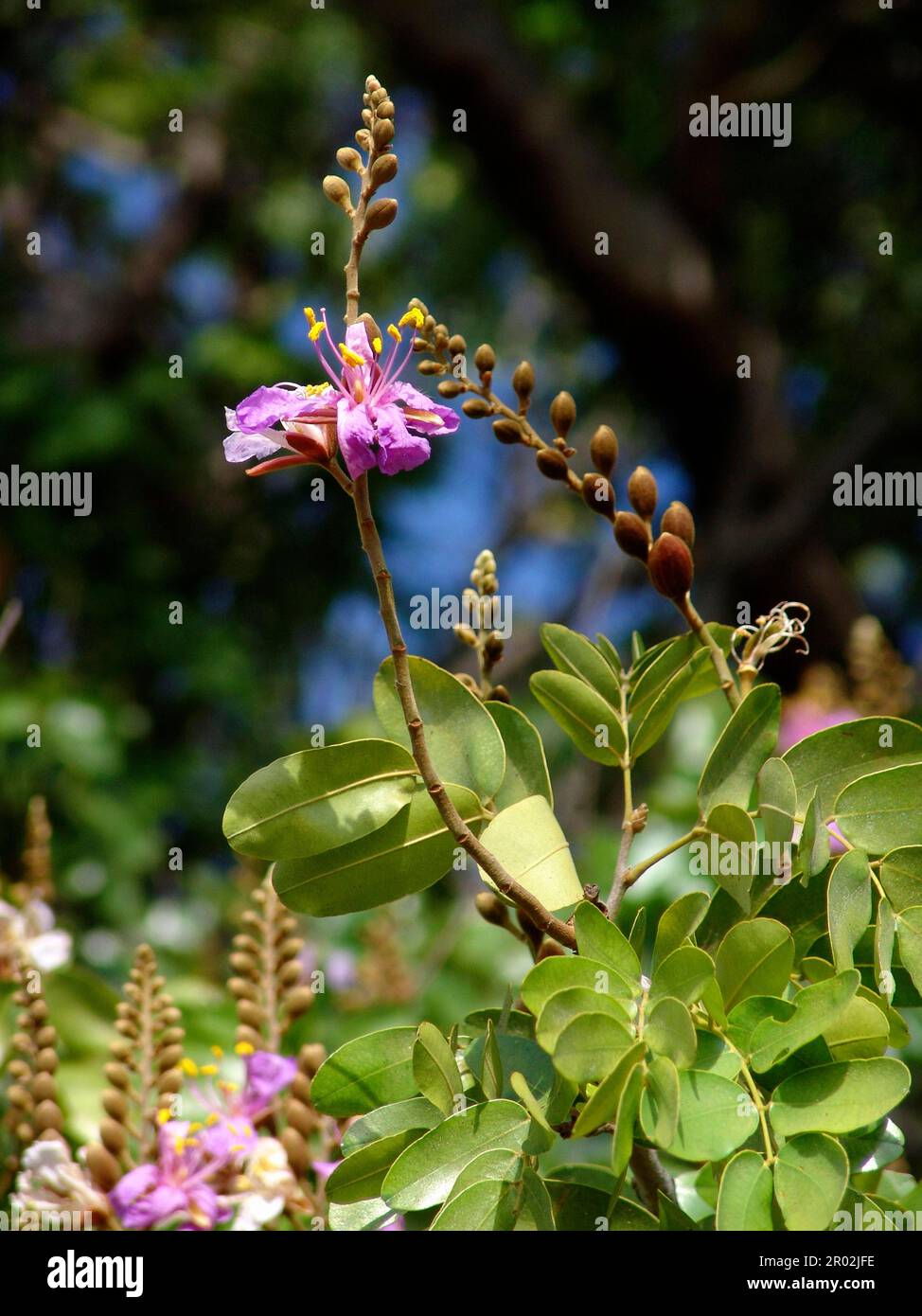 Zambezi Rhodesian Teak Stock Photo - Alamy