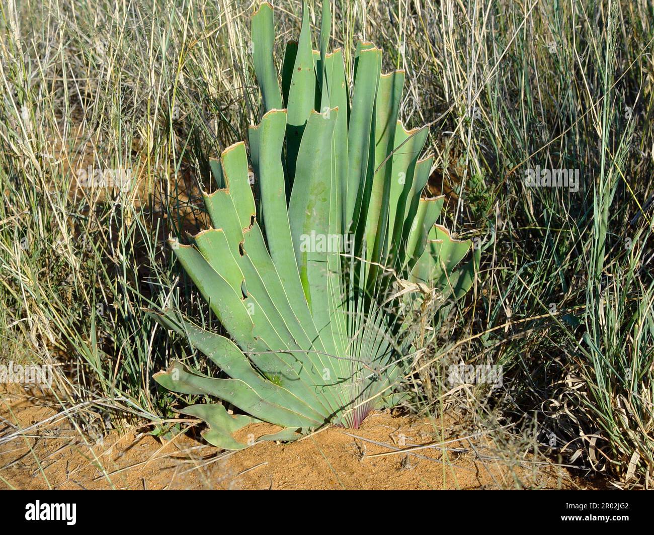 African onion plant hi-res stock photography and images - Alamy