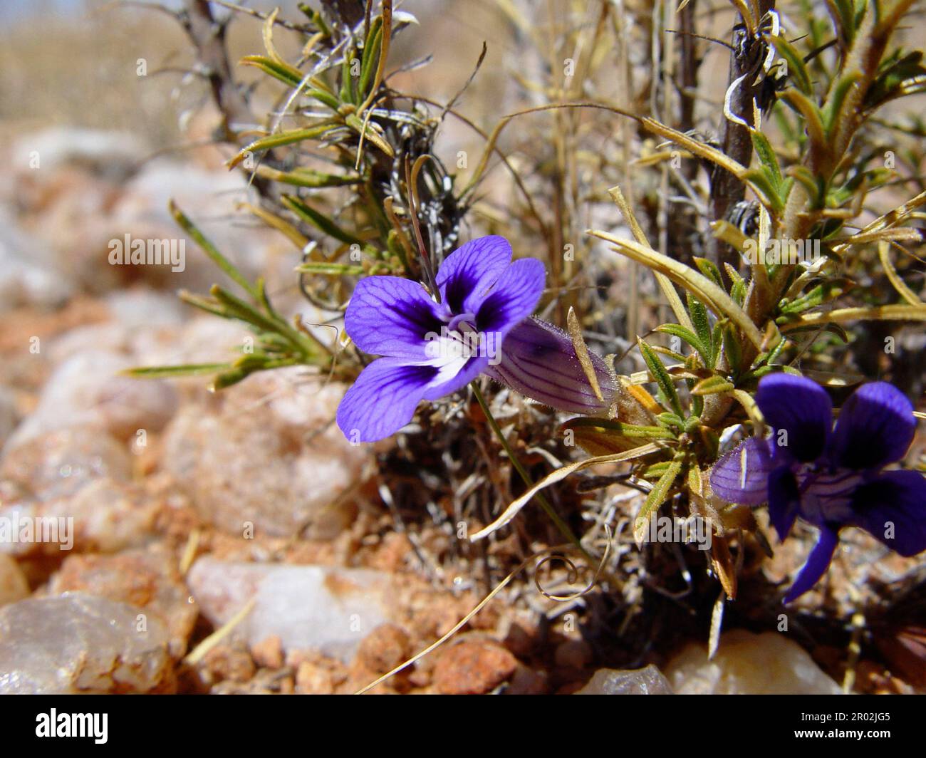 Blue karoo plant hi-res stock photography and images - Alamy