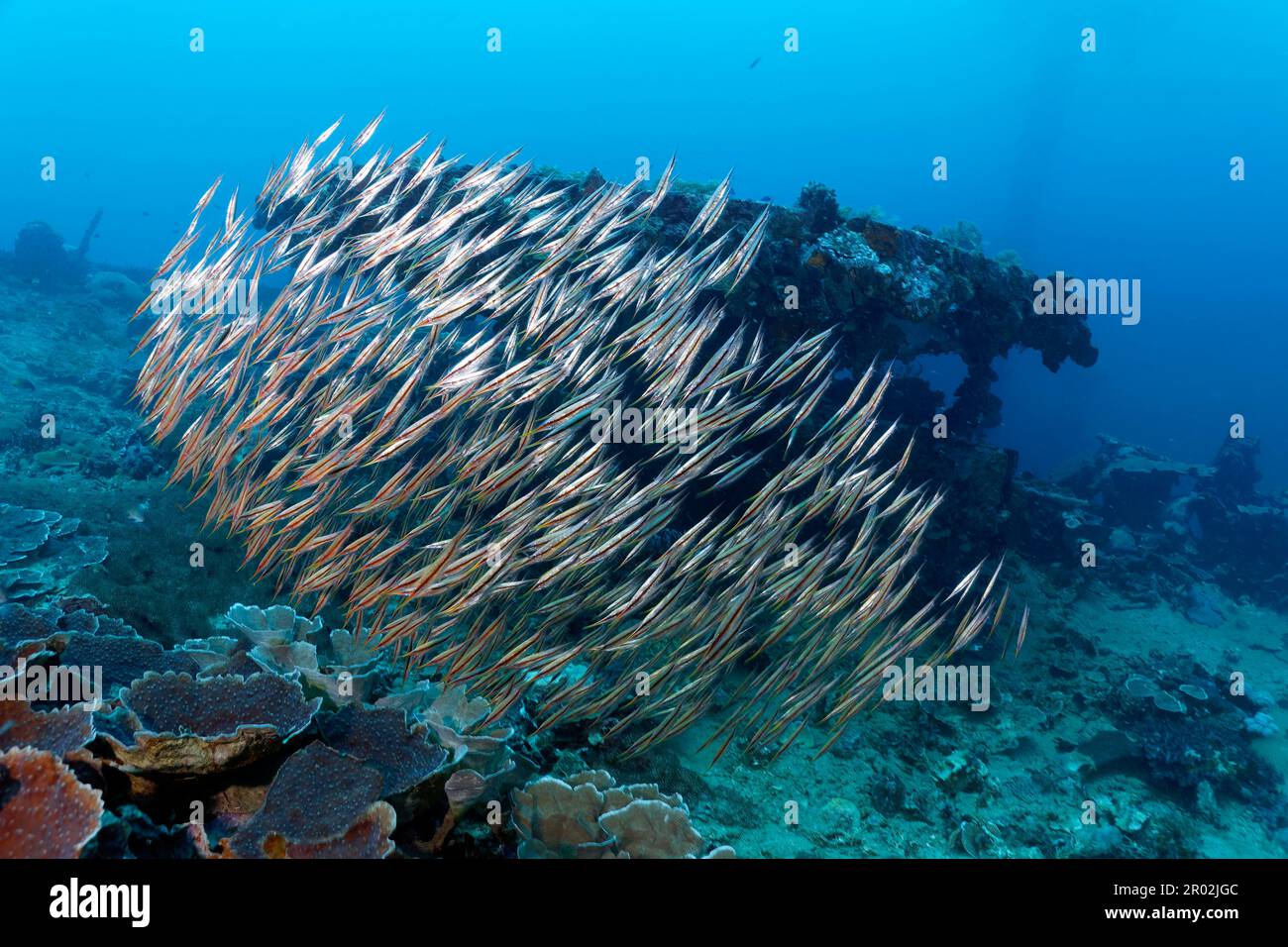 Shoal of snipe knifefish (Cenriscus scutatus), fish, deck, Kyokuzan ...
