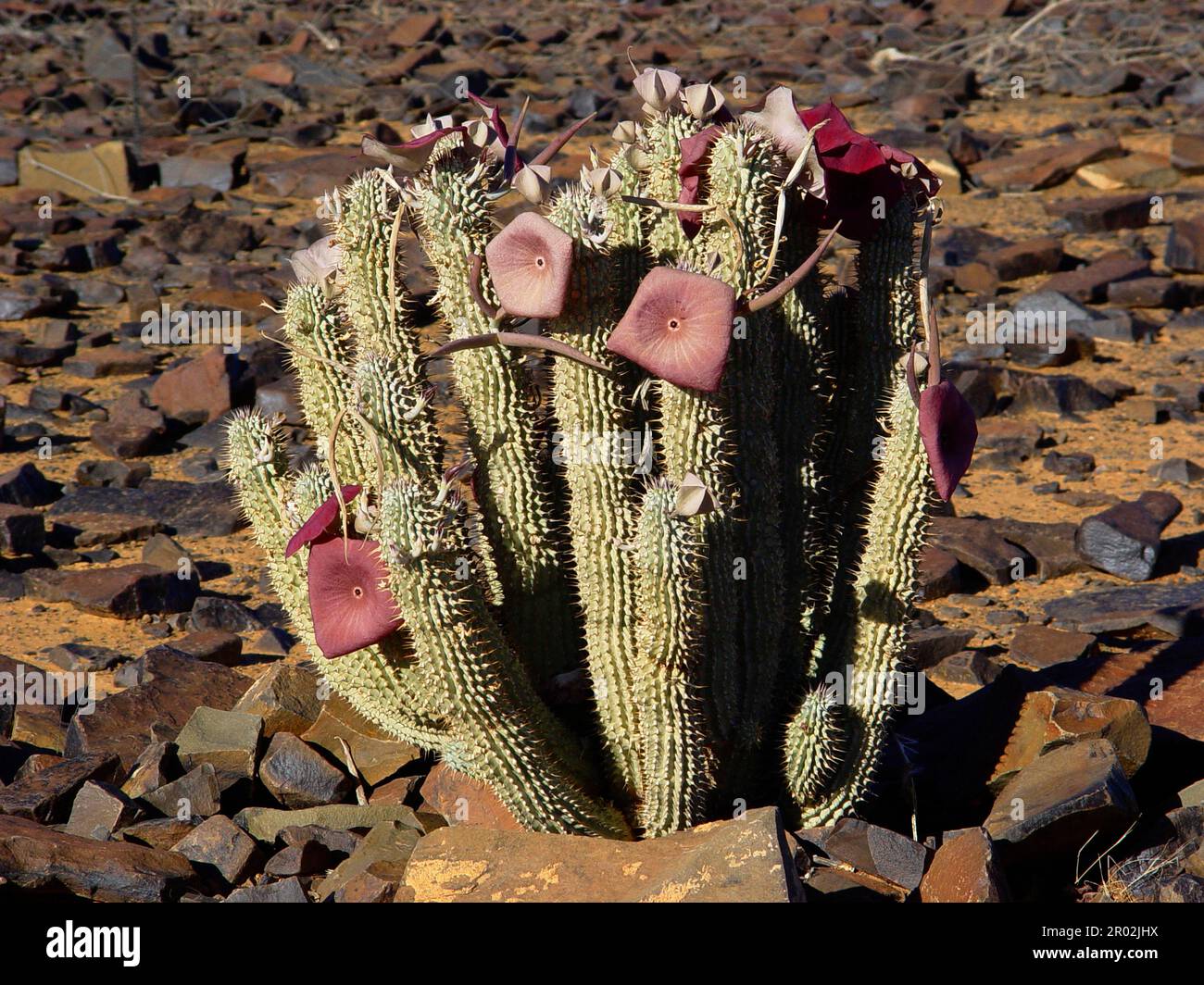 Bitteres hi-res stock photography and images - Alamy