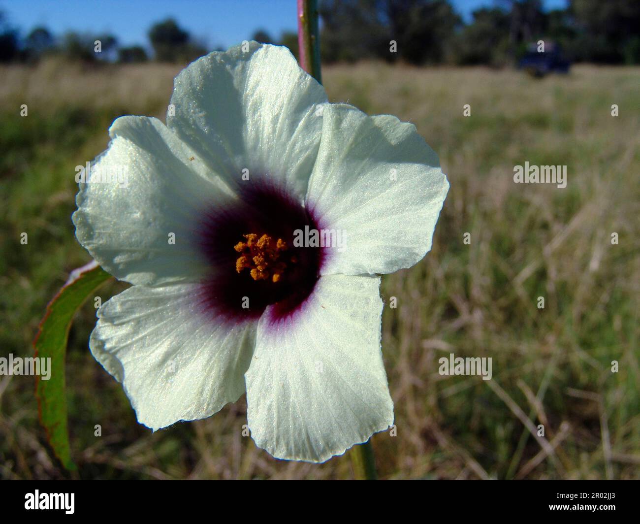 Kenaf plant hi-res stock photography and images - Alamy