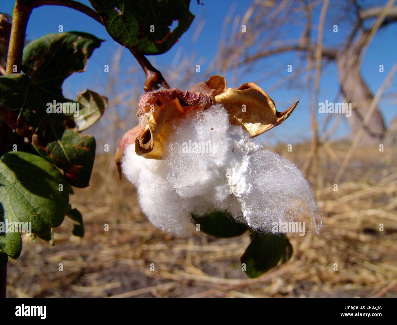 Cotton bush, common cotton Stock Photo - Alamy