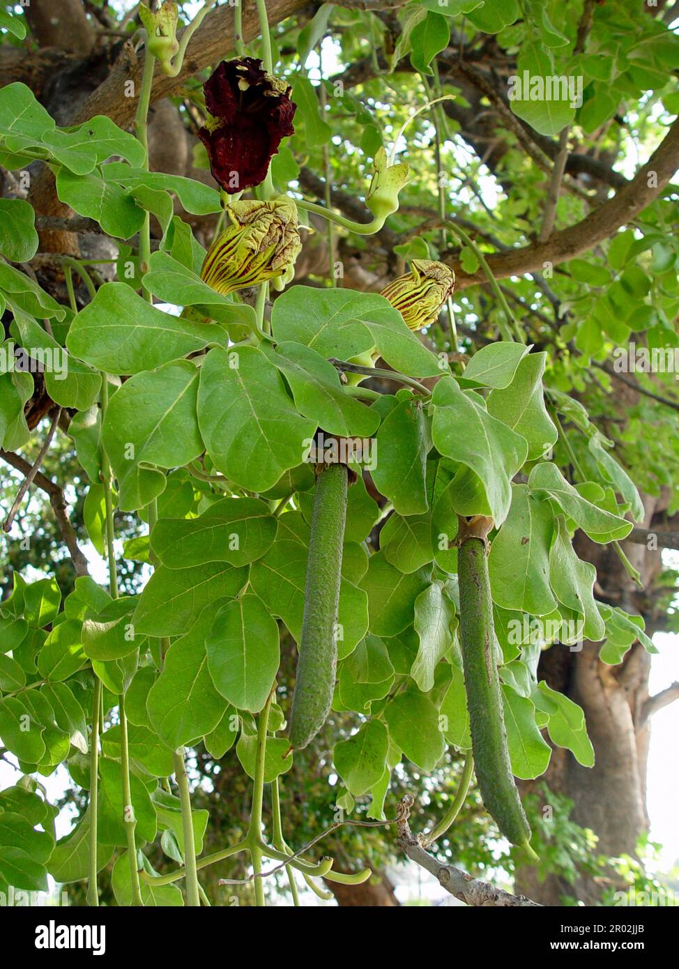 Liver sausage tree Stock Photo - Alamy