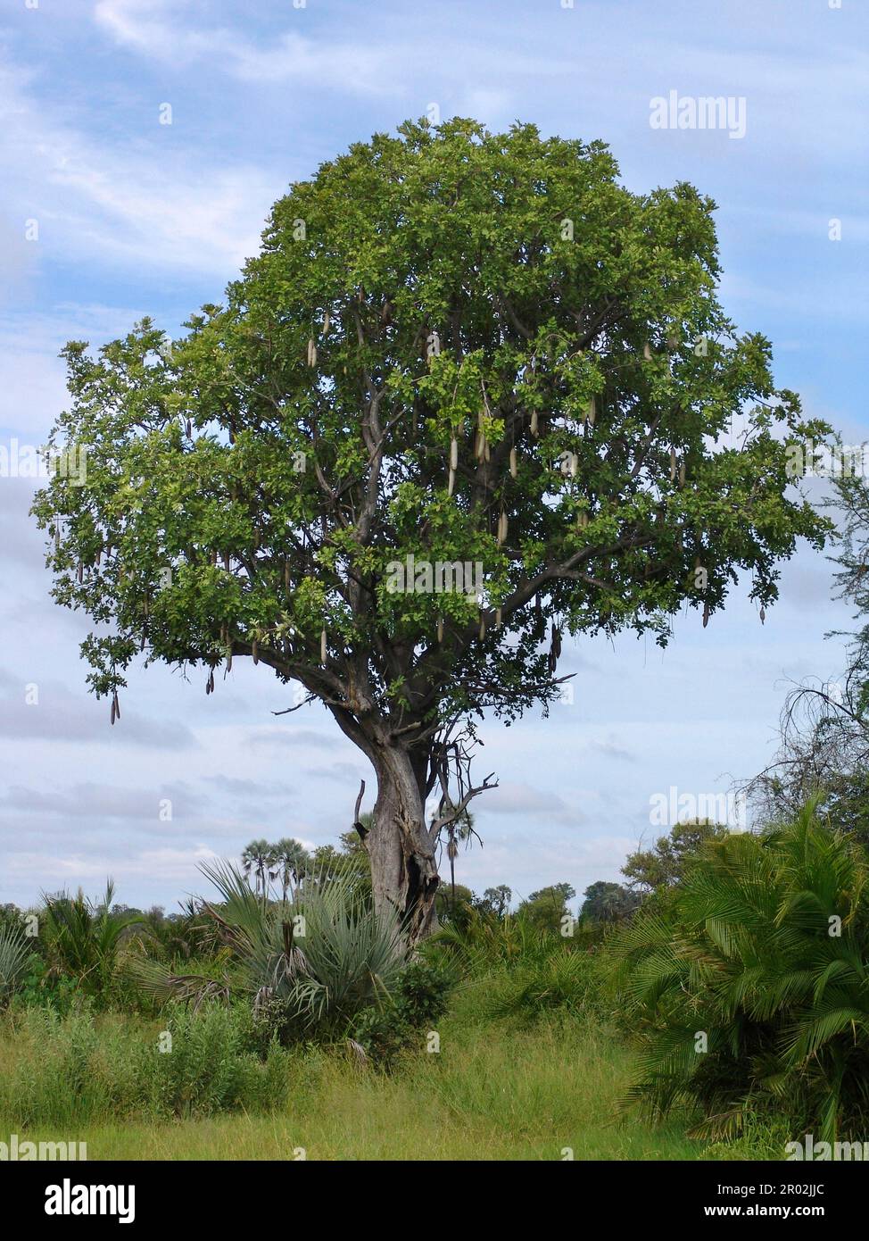 Liver sausage tree Stock Photo - Alamy