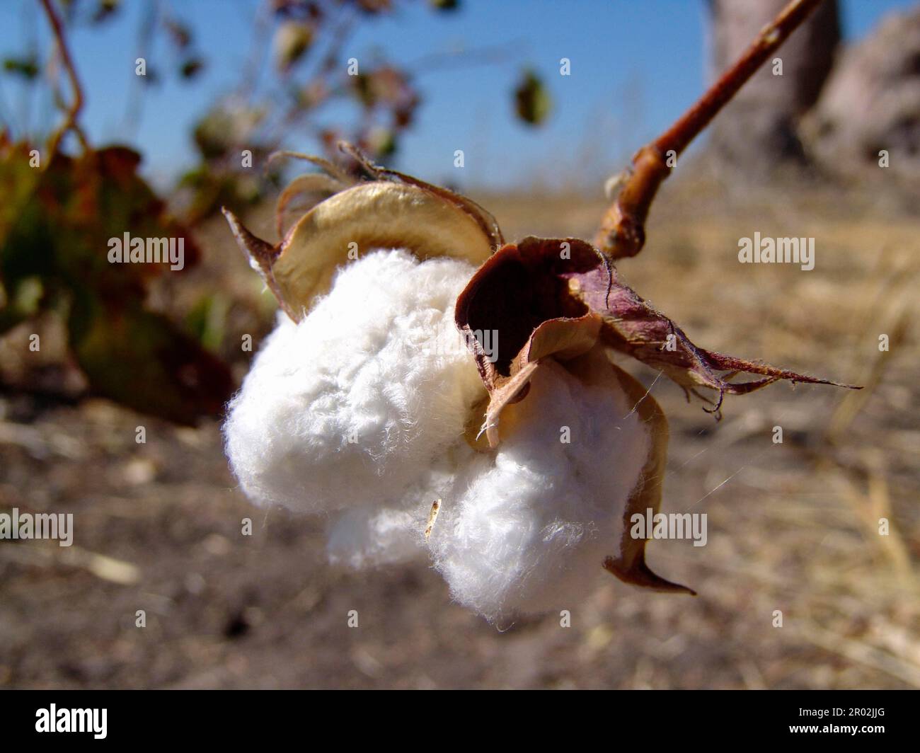 Cotton bush, common cotton Stock Photo - Alamy