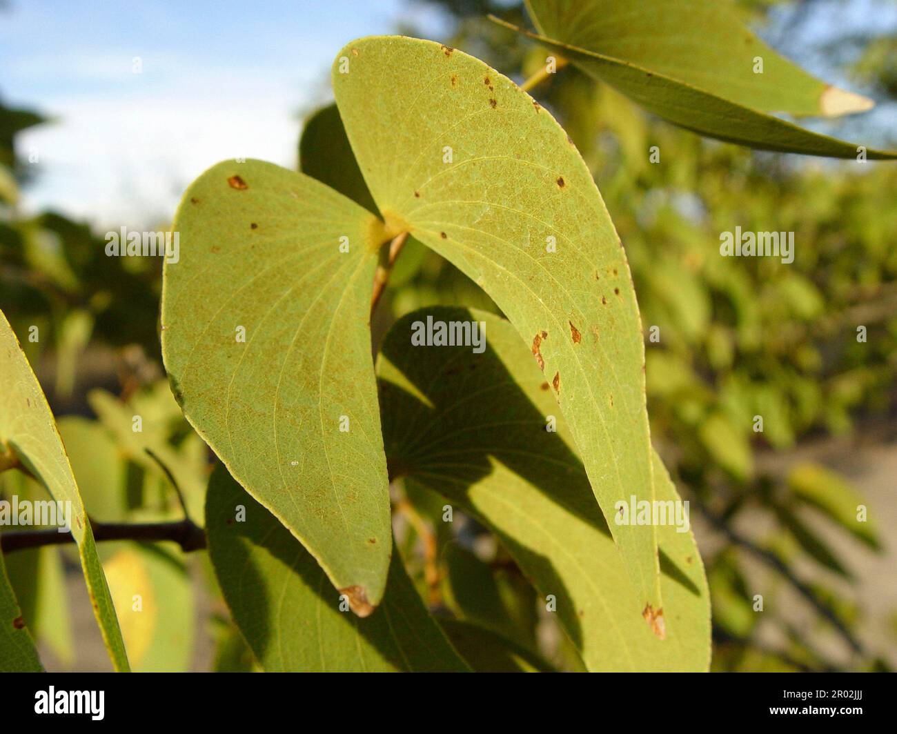 Mopane tree hi-res stock photography and images - Alamy