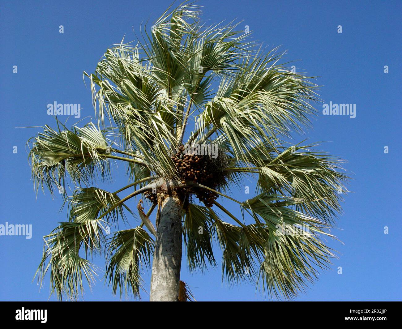 True Fan Palm, Plant Ivory Palm Stock Photo - Alamy
