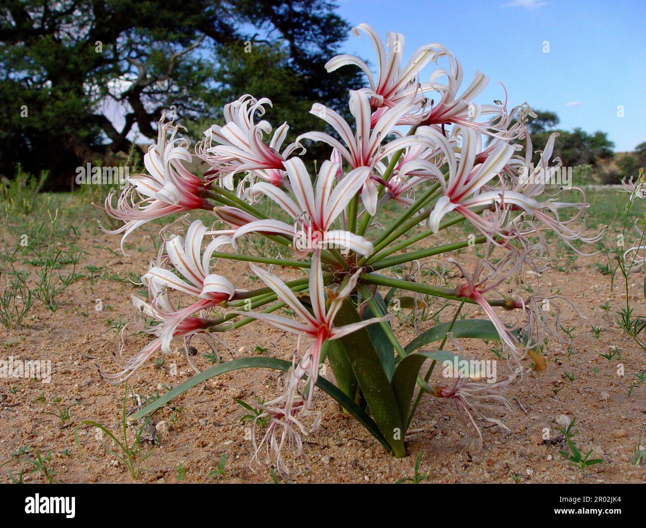 Vlei lily hi-res stock photography and images - Alamy