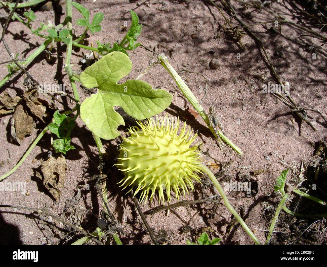 Hedgehog gourd hi-res stock photography and images - Alamy
