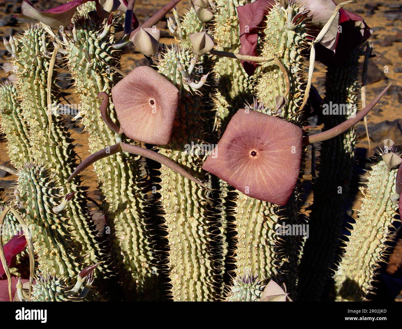 Hoodia gordonii hi-res stock photography and images - Alamy