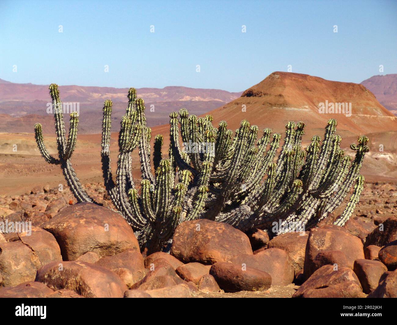 Bushman candle hi-res stock photography and images - Alamy