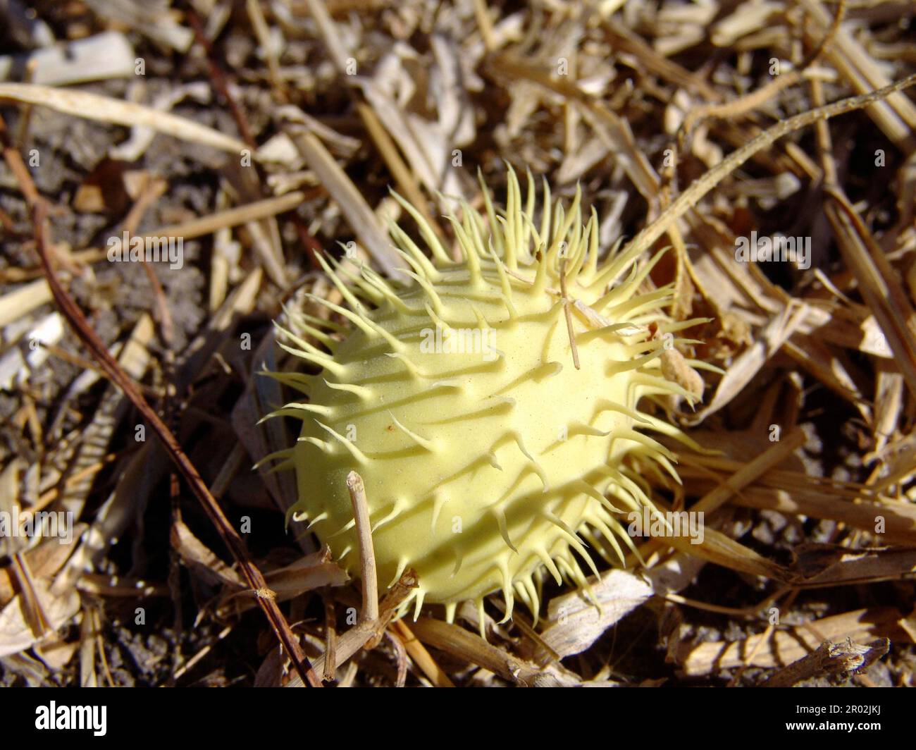 Cucumis anguria hi-res stock photography and images - Alamy