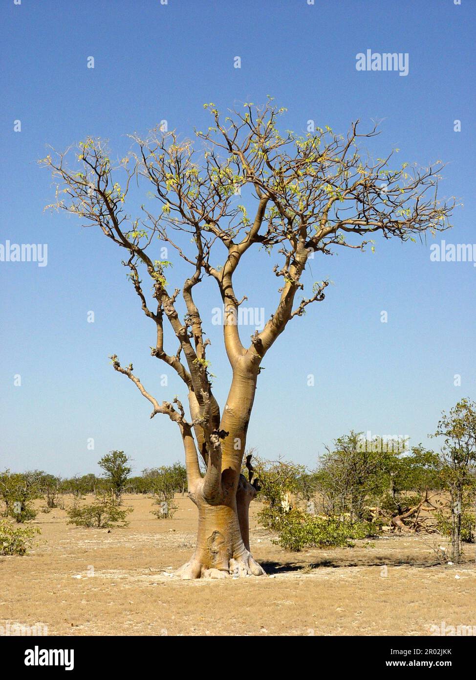 Phantom tree hi-res stock photography and images - Alamy