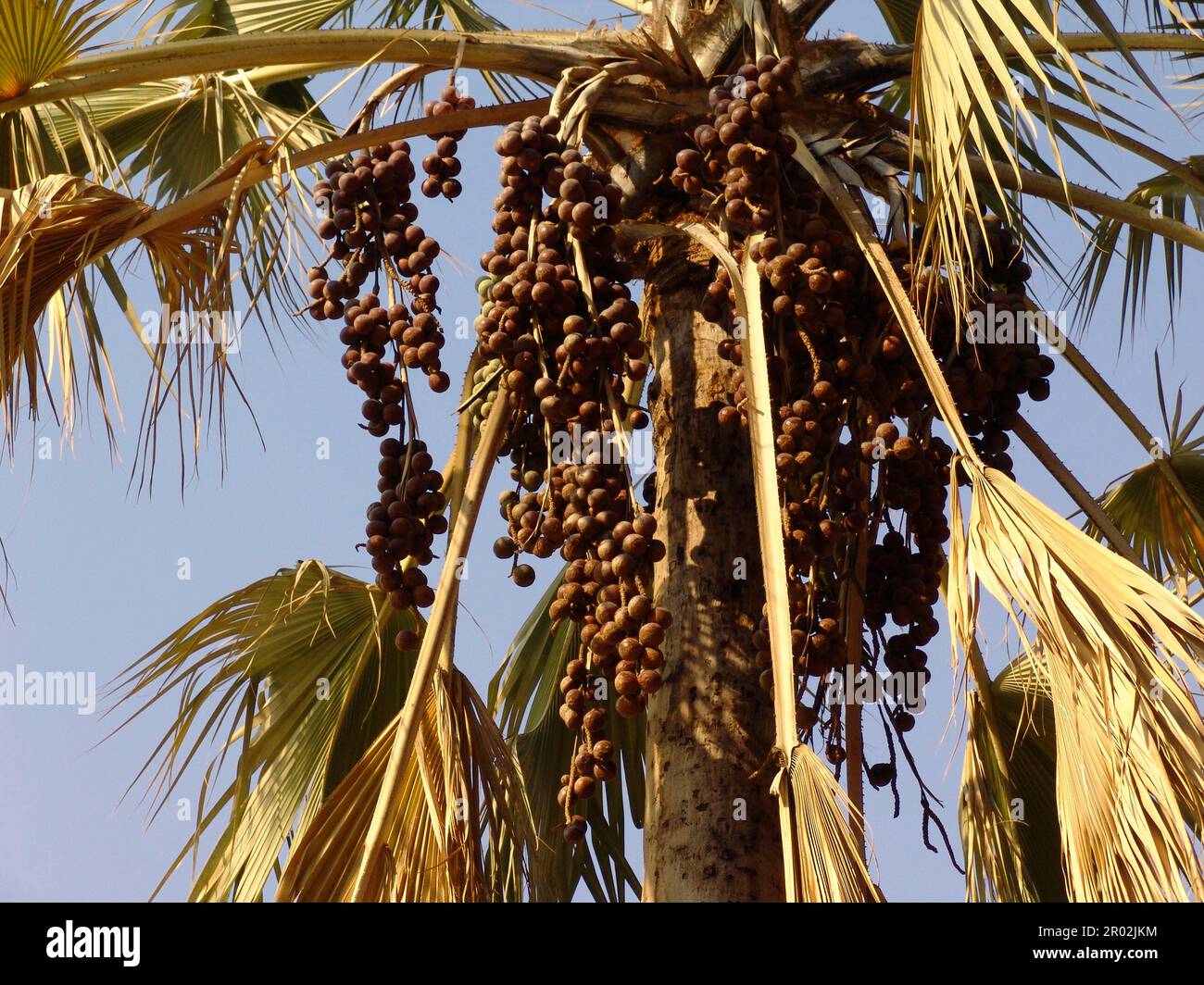 True Fan Palm, Plant Ivory Palm Stock Photo - Alamy