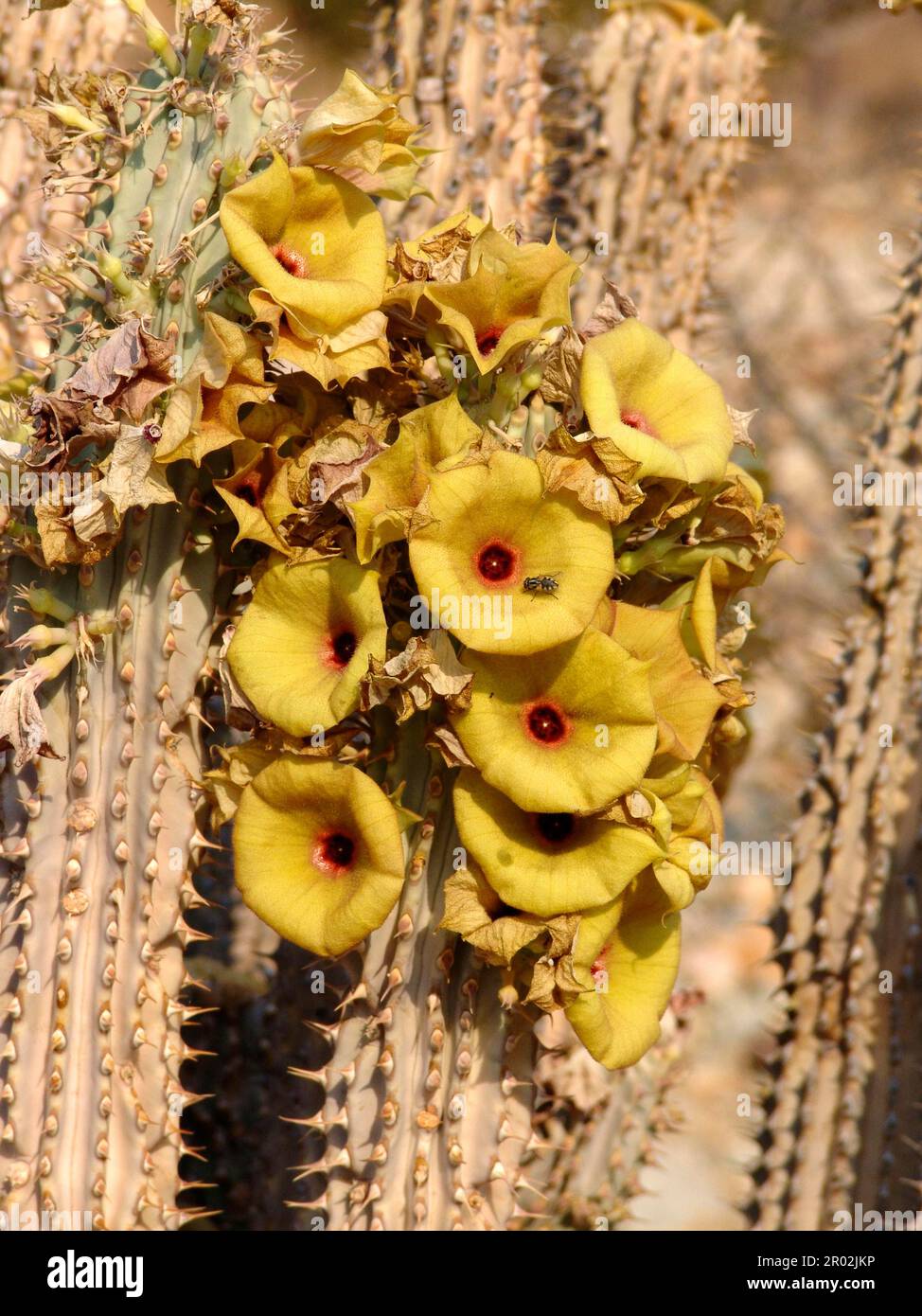 Hoodia hoodia gordonii hi-res stock photography and images - Alamy