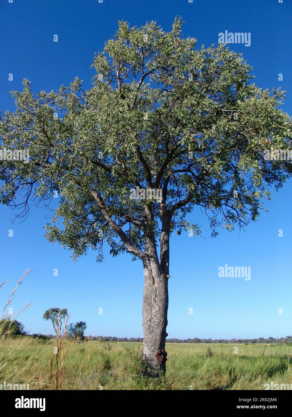 Marula tree hi-res stock photography and images - Alamy