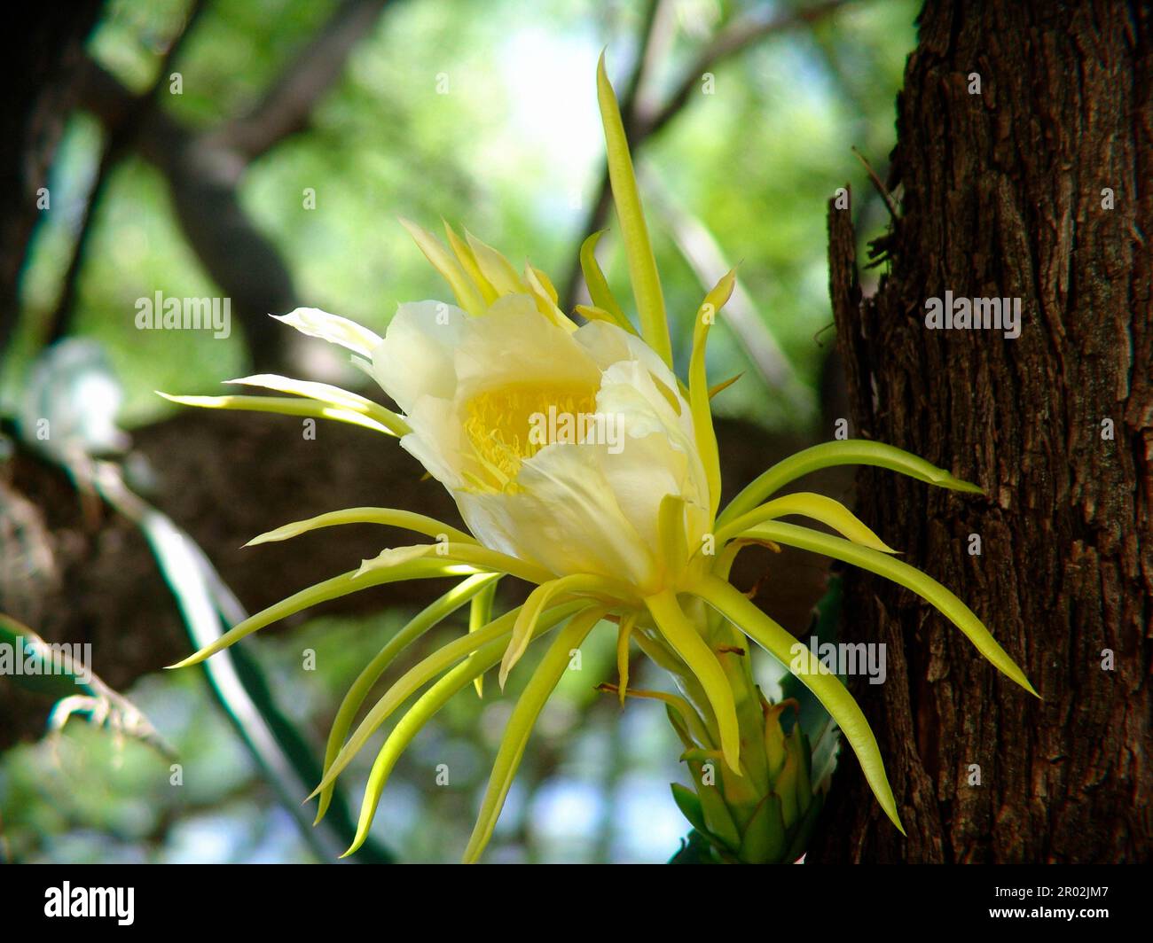 Queen of the night plant hi-res stock photography and images - Alamy