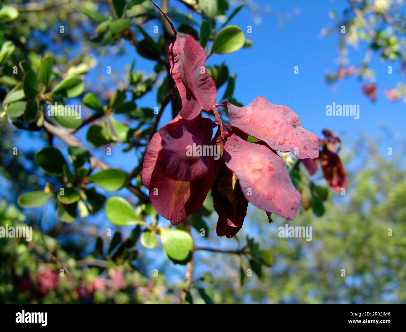 Blood of tree hi-res stock photography and images - Alamy