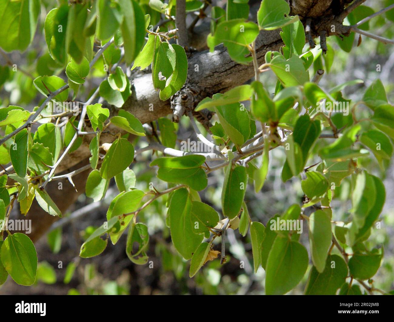 Marula tree hi-res stock photography and images - Alamy