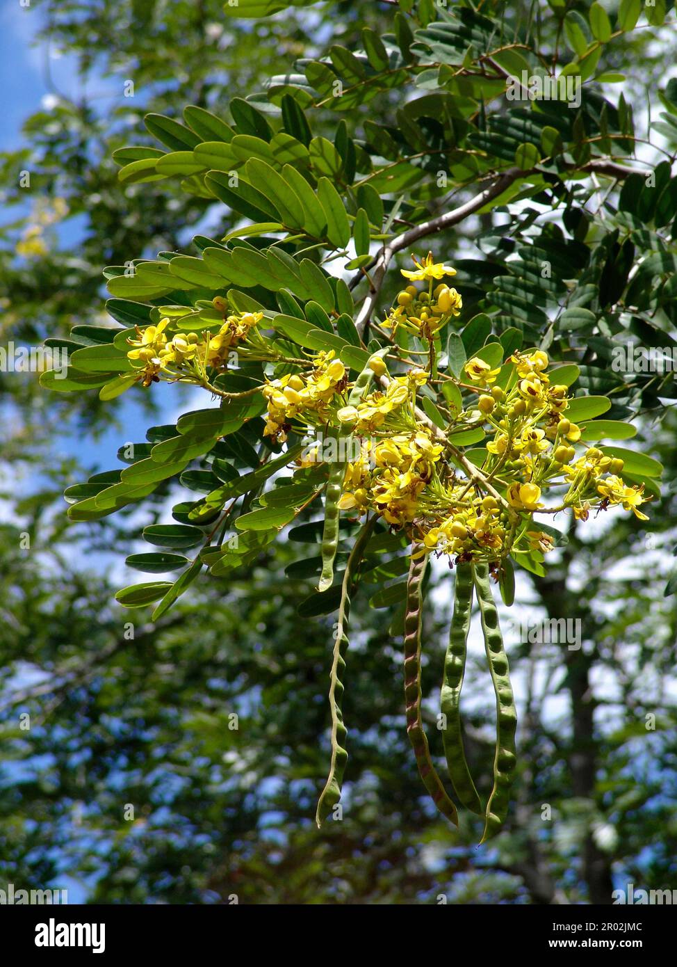 Sticky fruit hi-res stock photography and images - Alamy