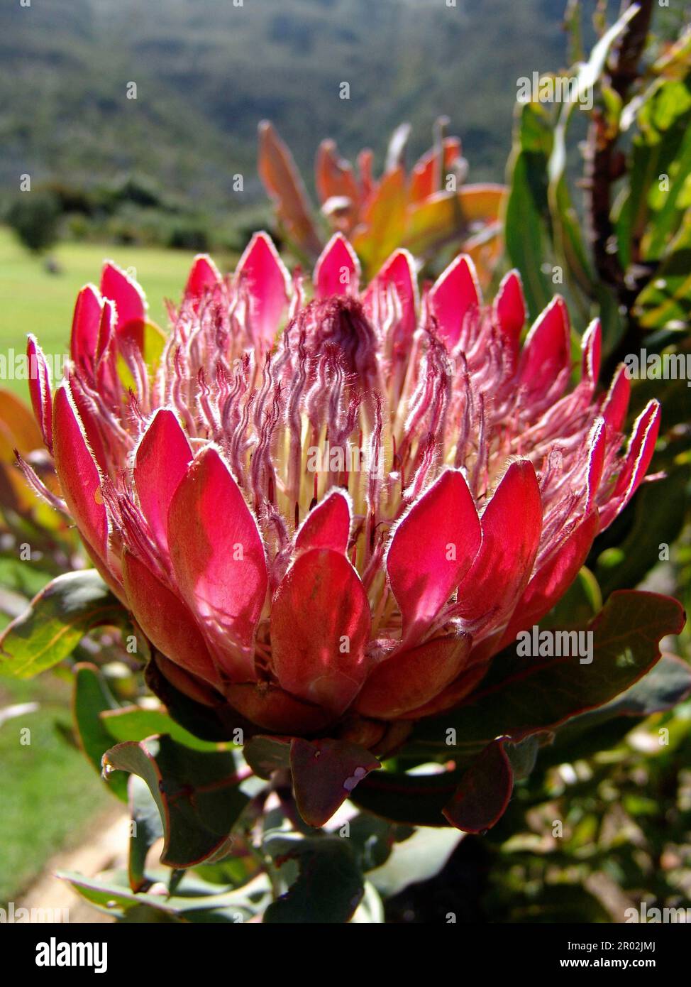 Common sugar bush Stock Photo - Alamy