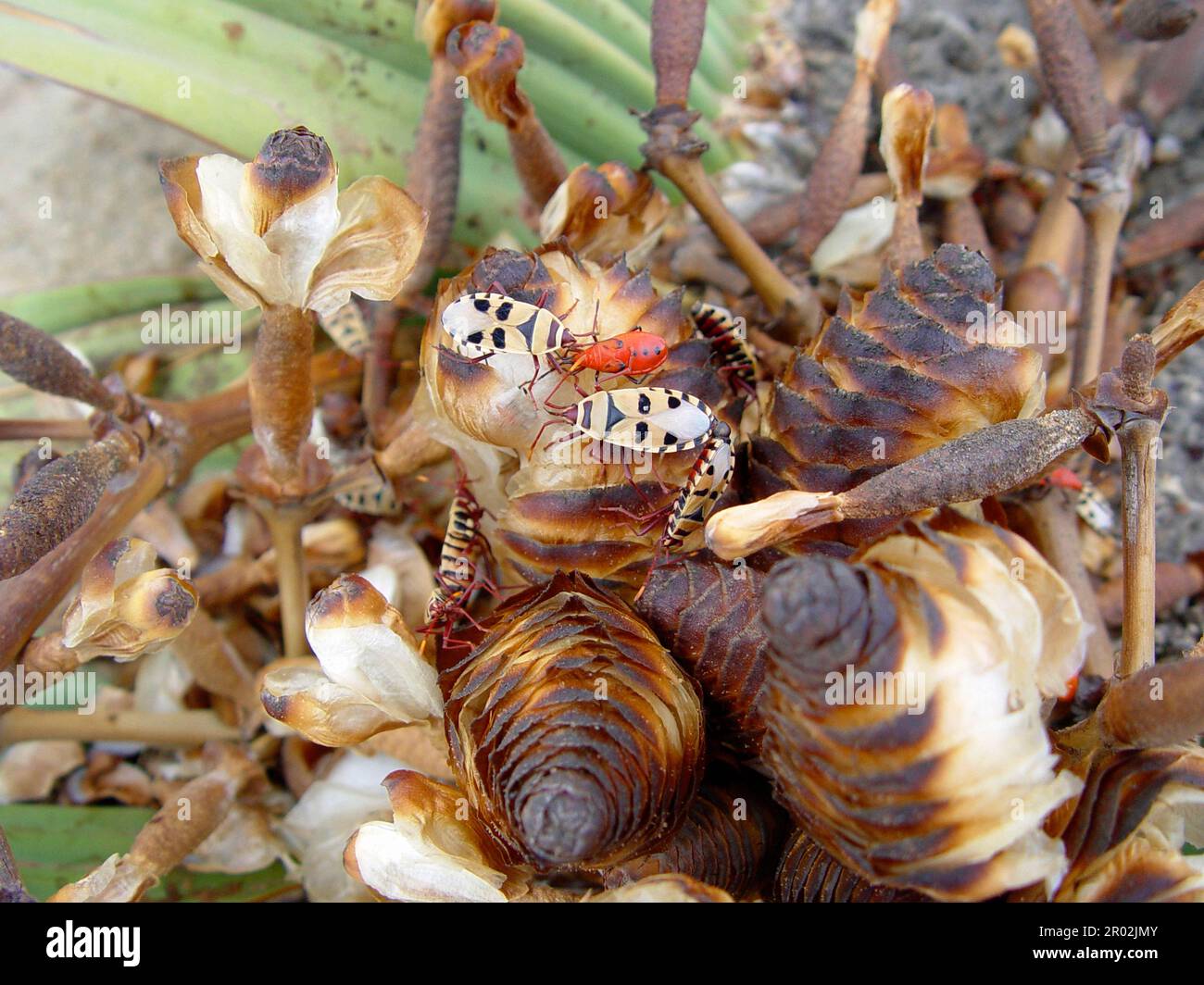 Welwitschiaceae hi-res stock photography and images - Alamy