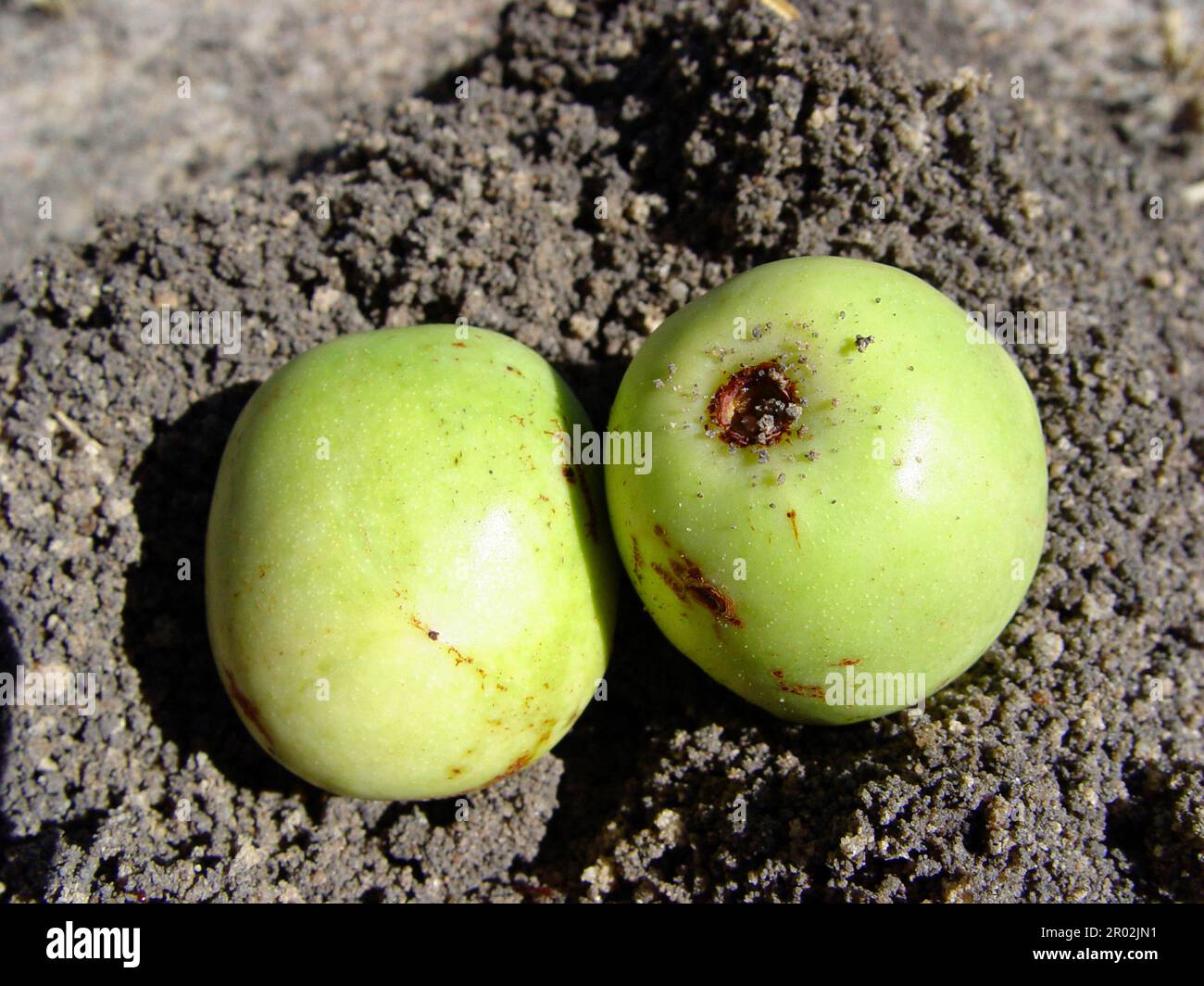 Marula tree hi-res stock photography and images - Alamy