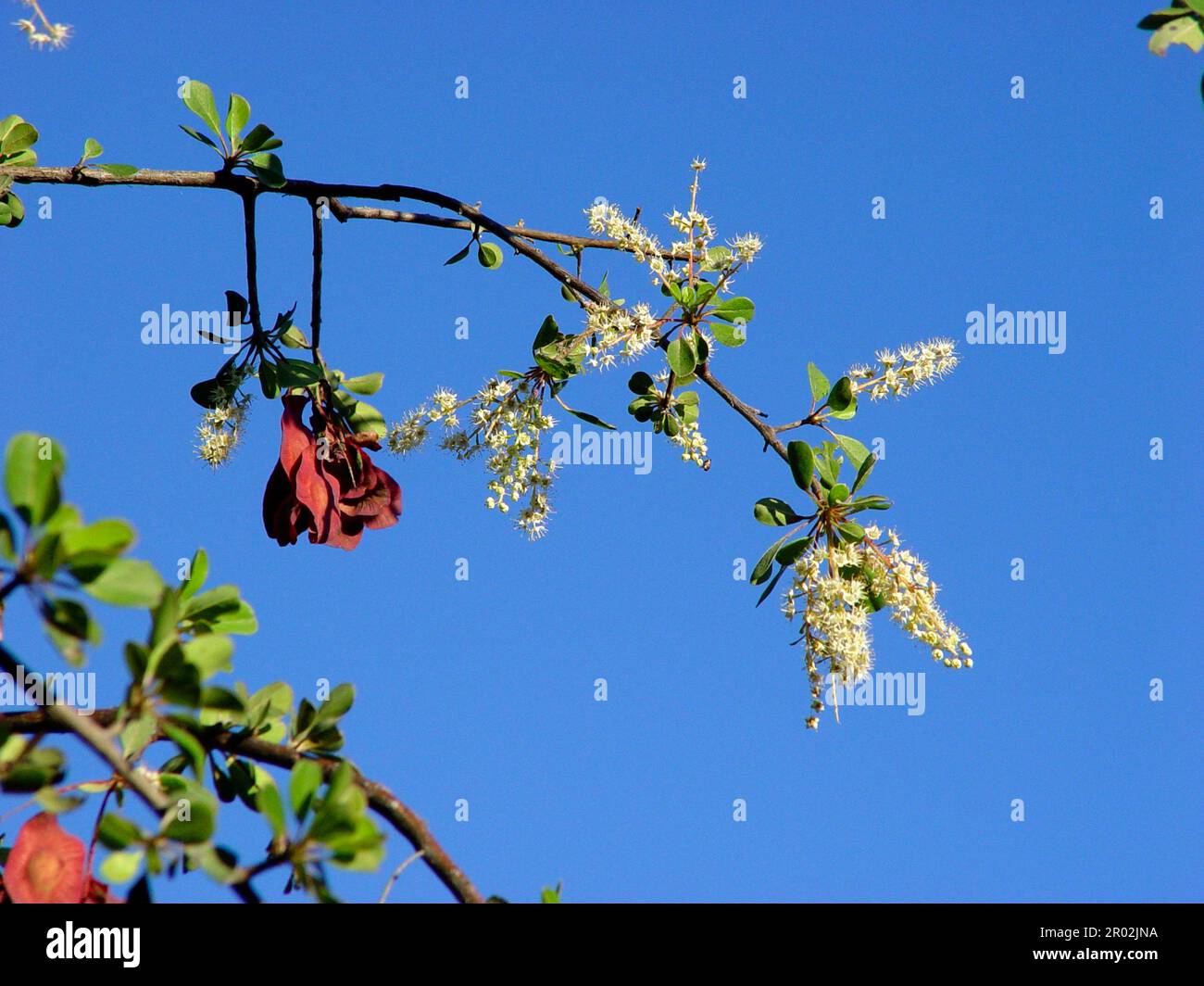 Blood fruit hi-res stock photography and images - Alamy