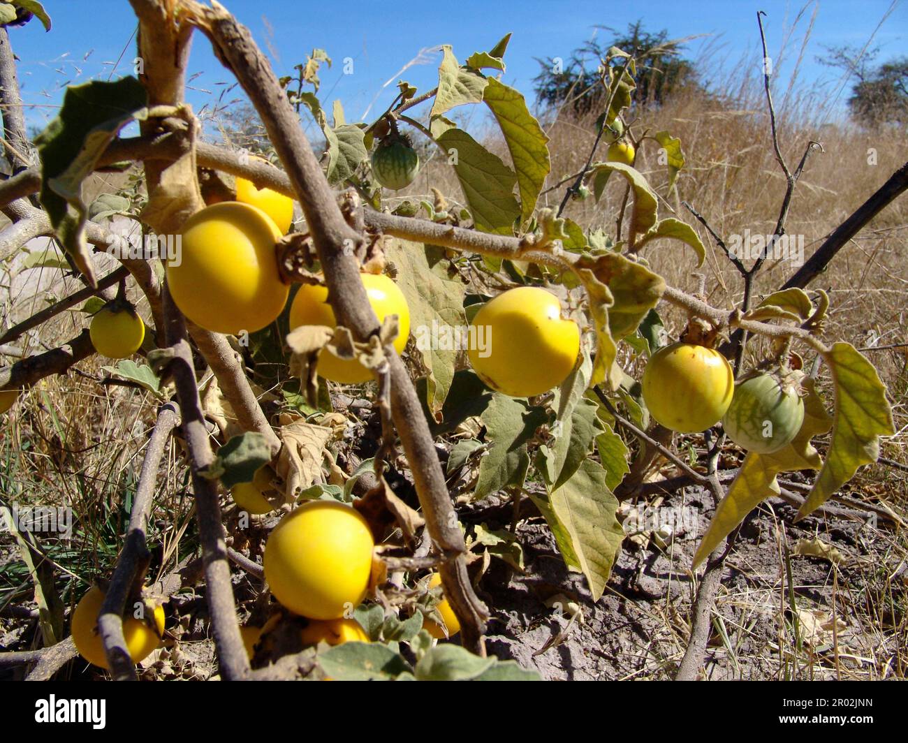 Bitter apple hi-res stock photography and images - Alamy