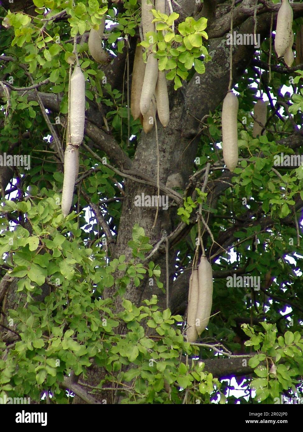 Liver sausage tree Stock Photo - Alamy