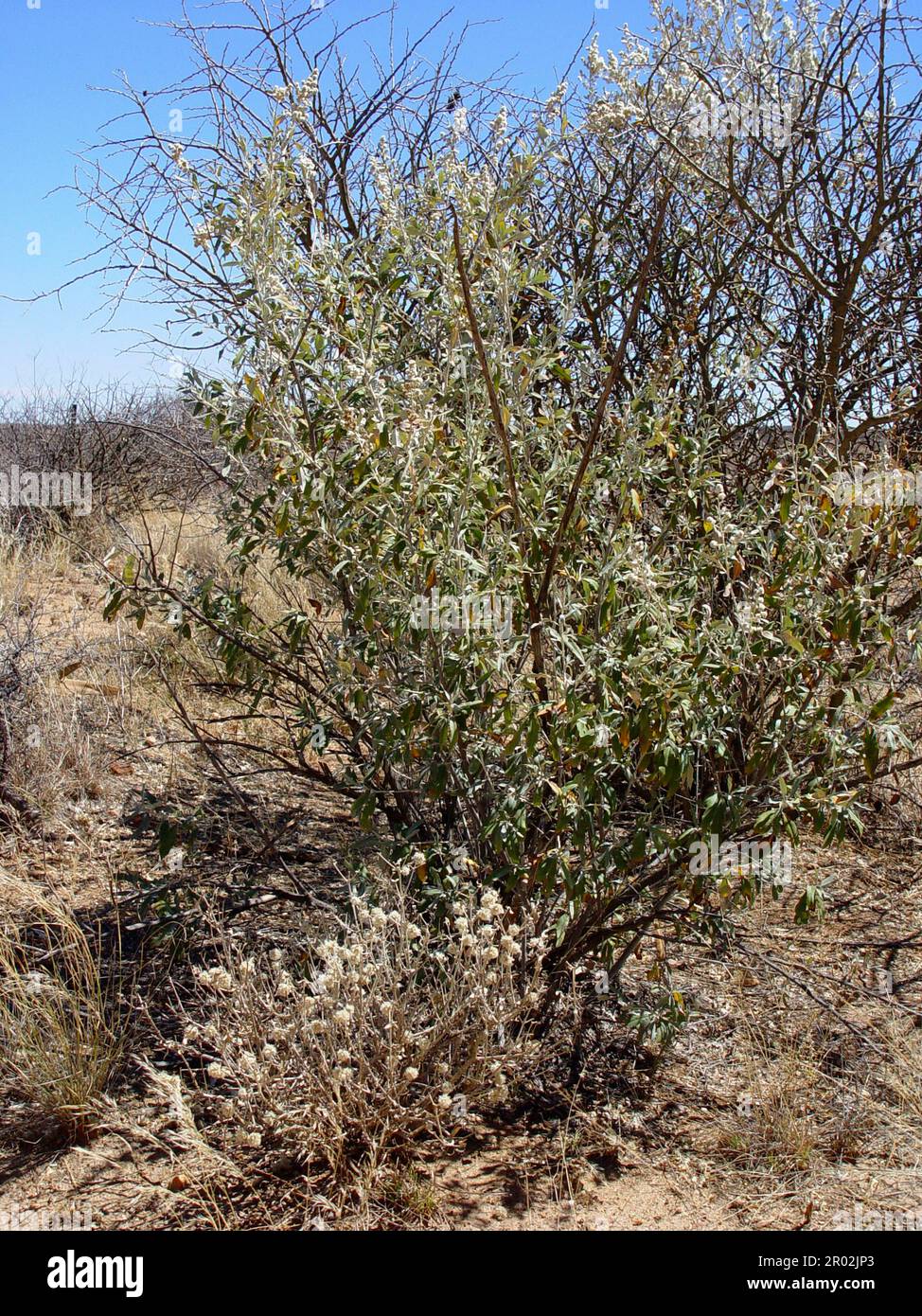 Camphor bush, death bush Stock Photo - Alamy