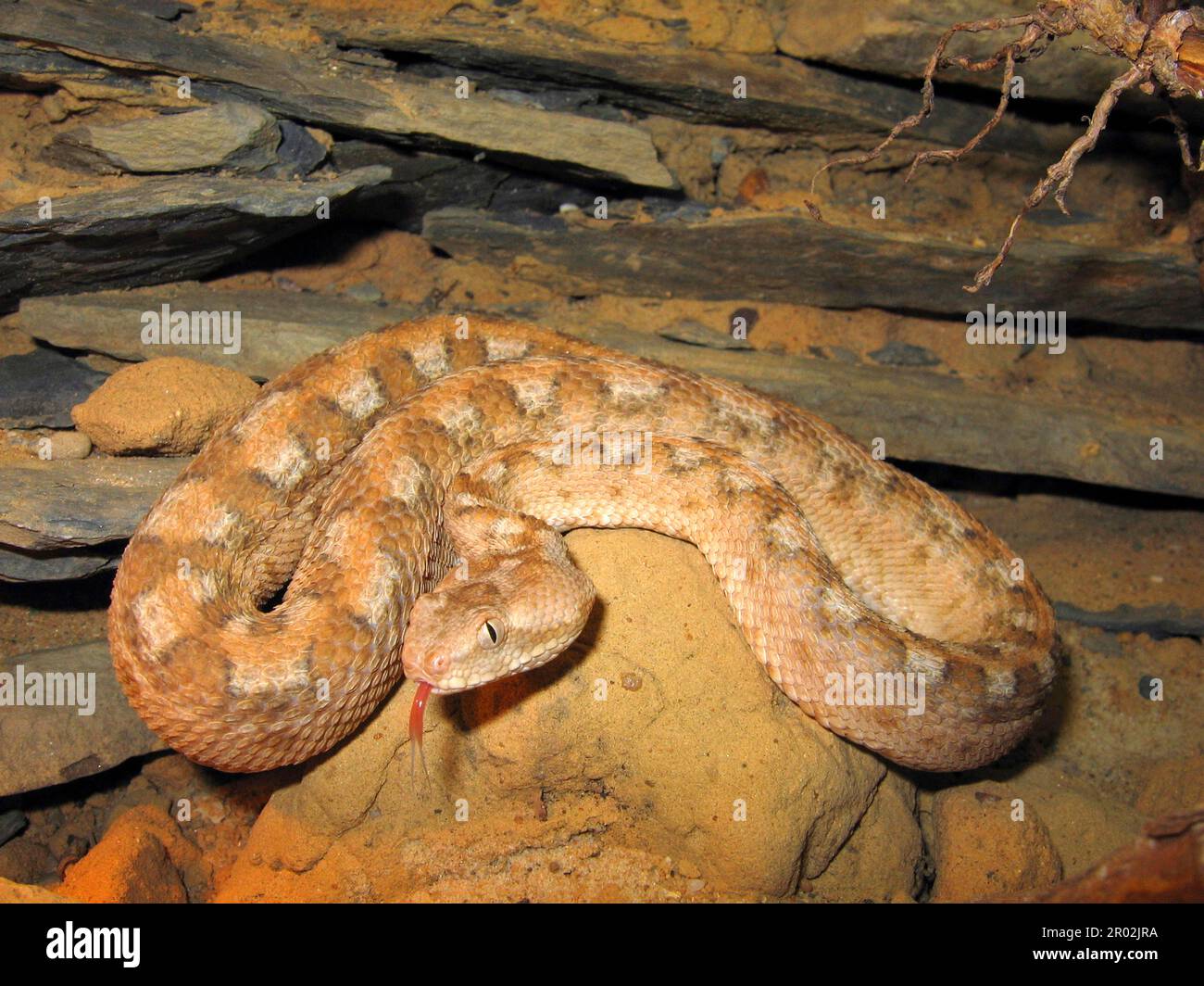 Arabian sand rattle viper Stock Photo - Alamy