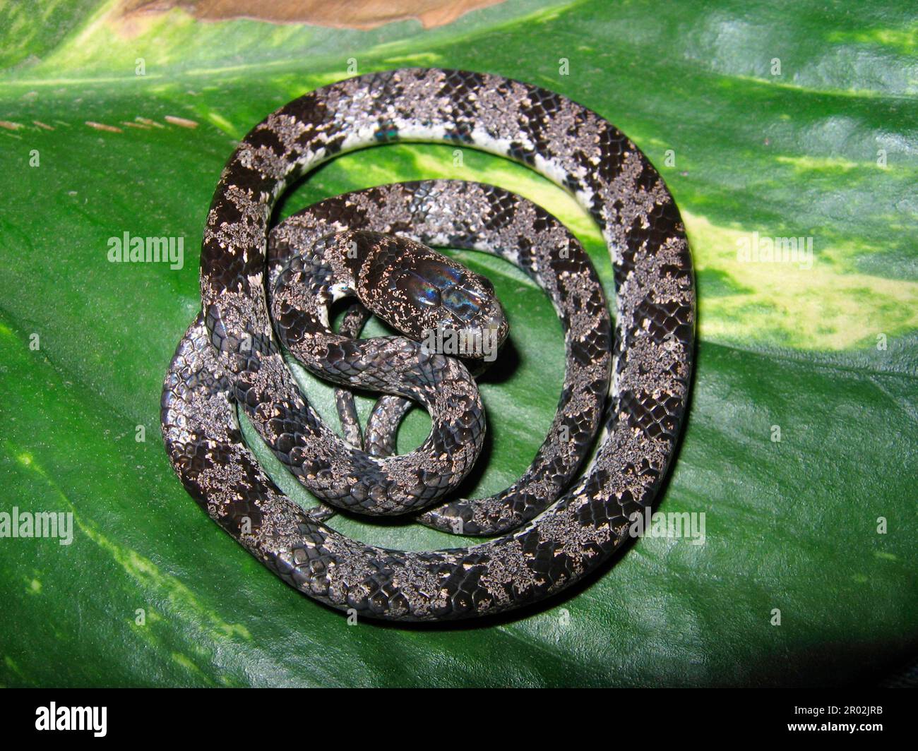 Snake with snail hi-res stock photography and images - Alamy