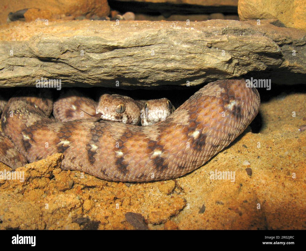 West African sand rattle viper Stock Photo - Alamy