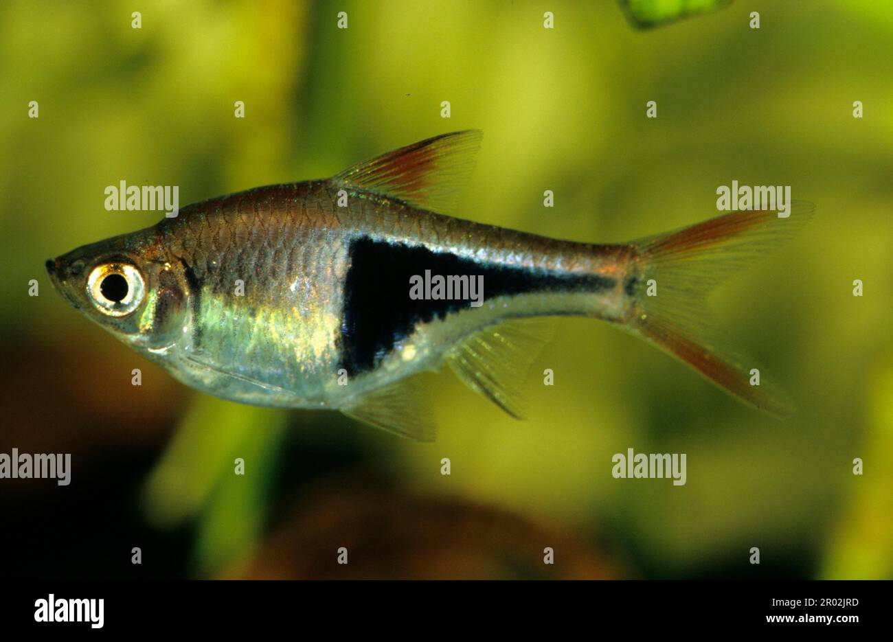 Rasbora hi-res stock photography and images - Alamy
