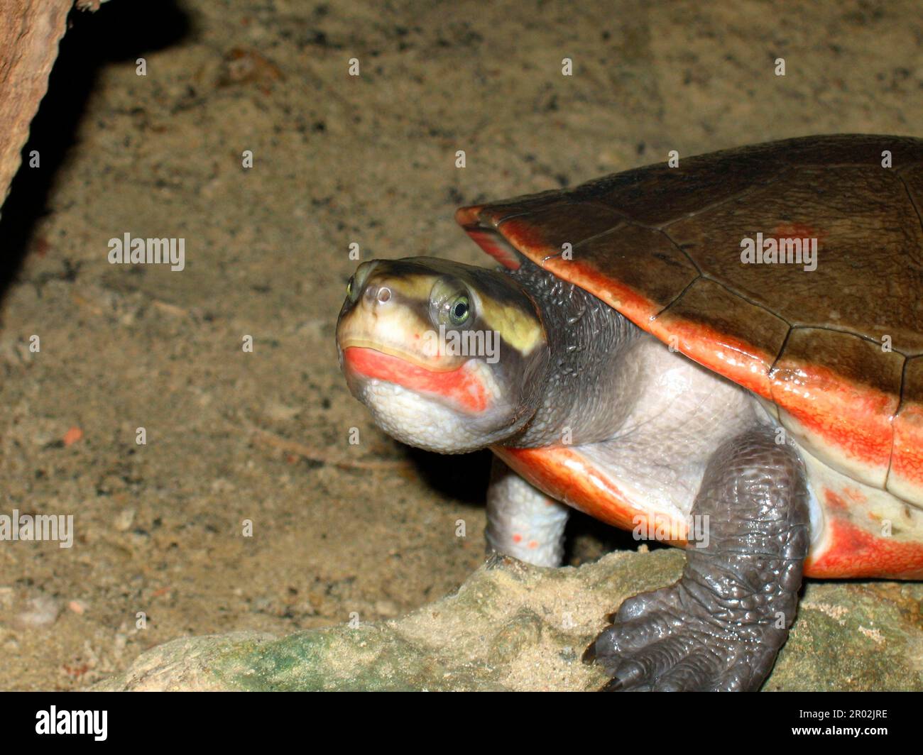 Red bellied turtle hi-res stock photography and images - Alamy