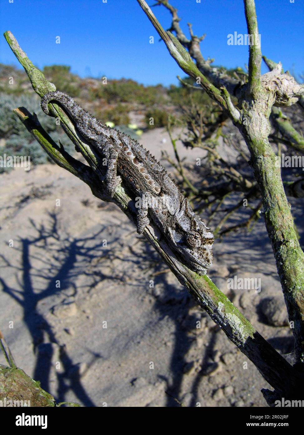 Namaqua dwarf chameleon Stock Photo - Alamy